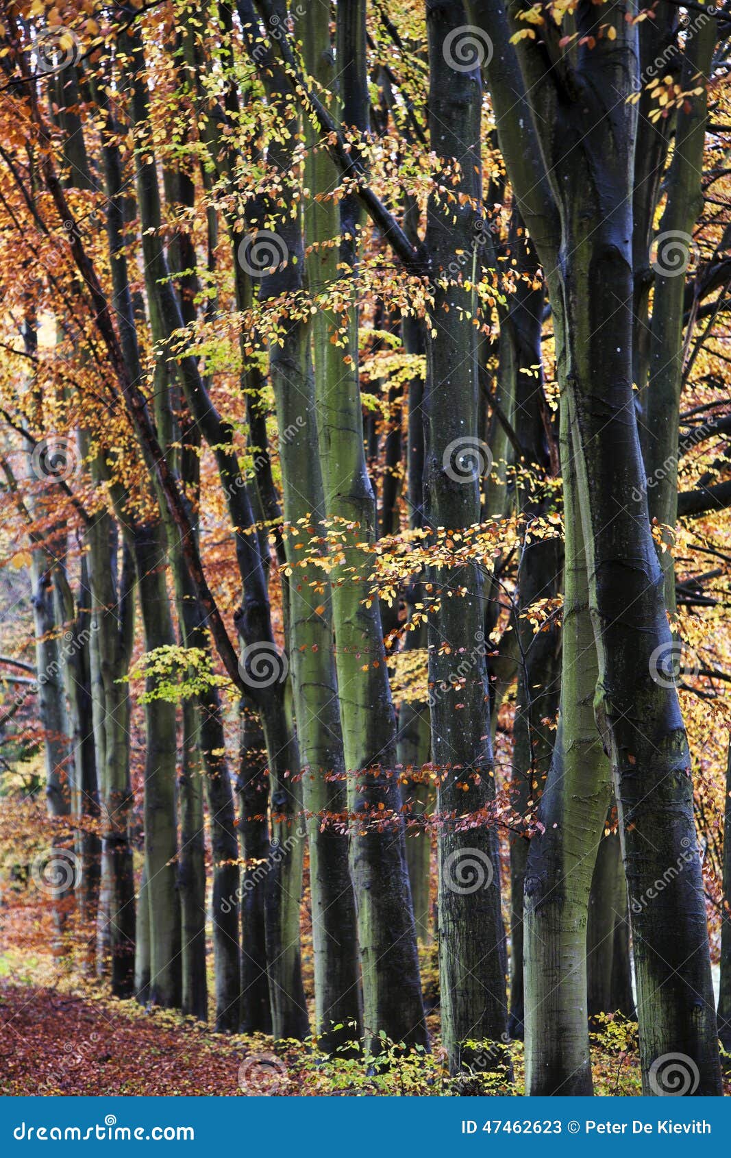 Bunch of trees stock image. Image of nature, park, sadness - 47462623