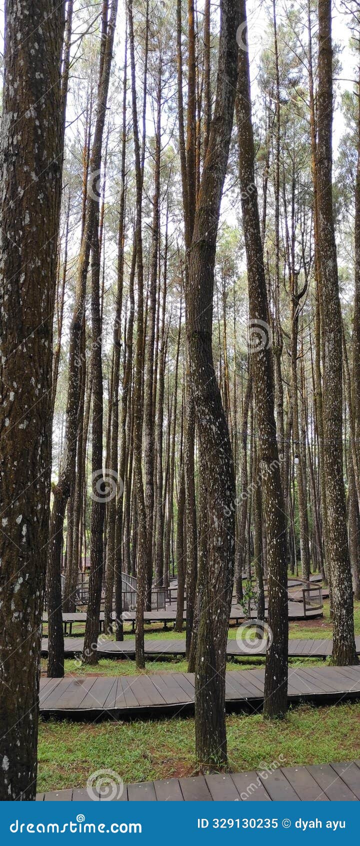 A Bunch of Trees in a Forest with Wooden Pathways Stock Image - Image ...
