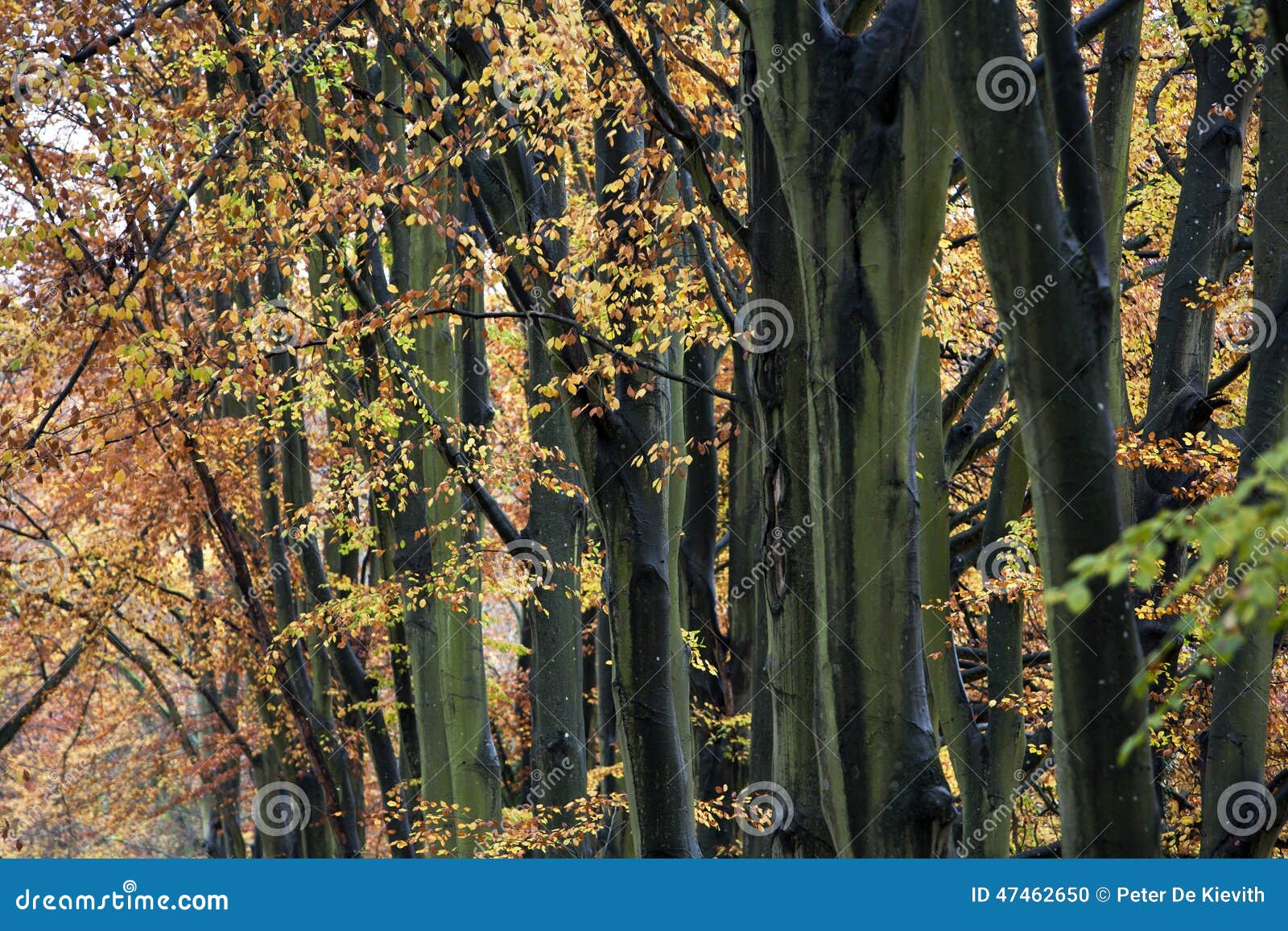 Bunch of trees stock photo. Image of togetherness, landscape - 47462650