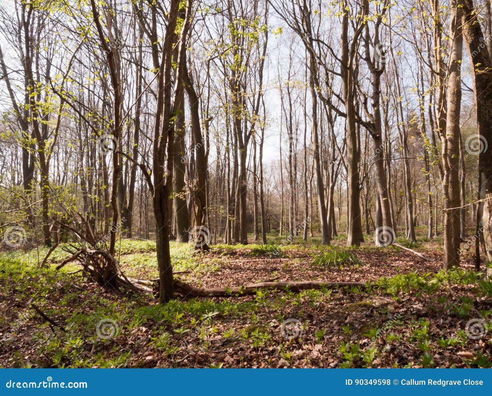A Bunch of Trees in the Middle of a Forest Stock Photo - Image of ...