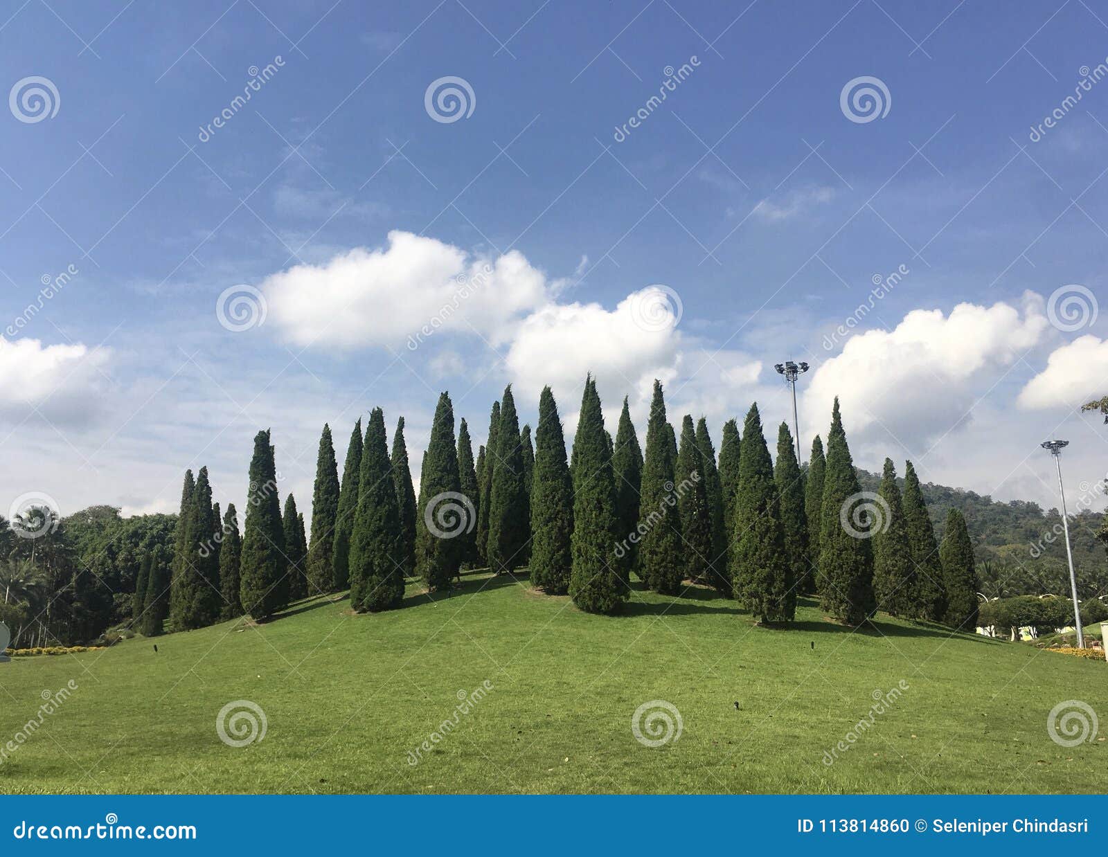 Bunch of trees stock photo. Image of natural, trees - 113814860