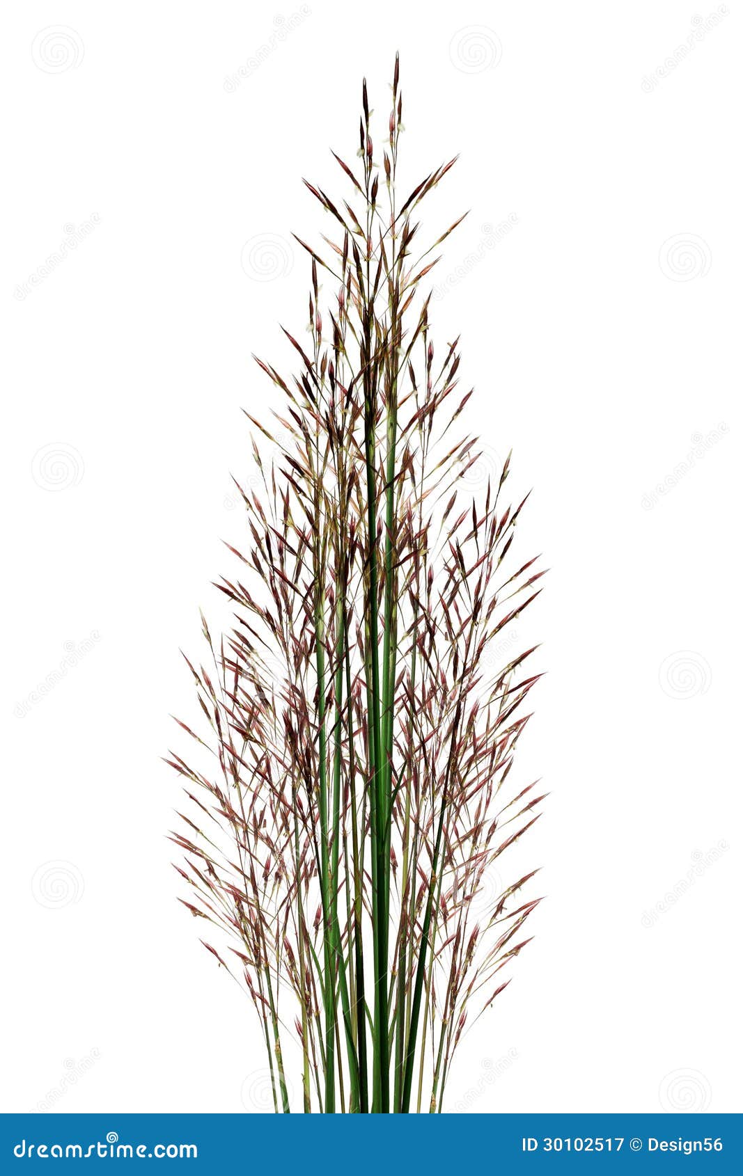 Tropical Grass Stalks stock image. Image of nature, cutout - 30102517