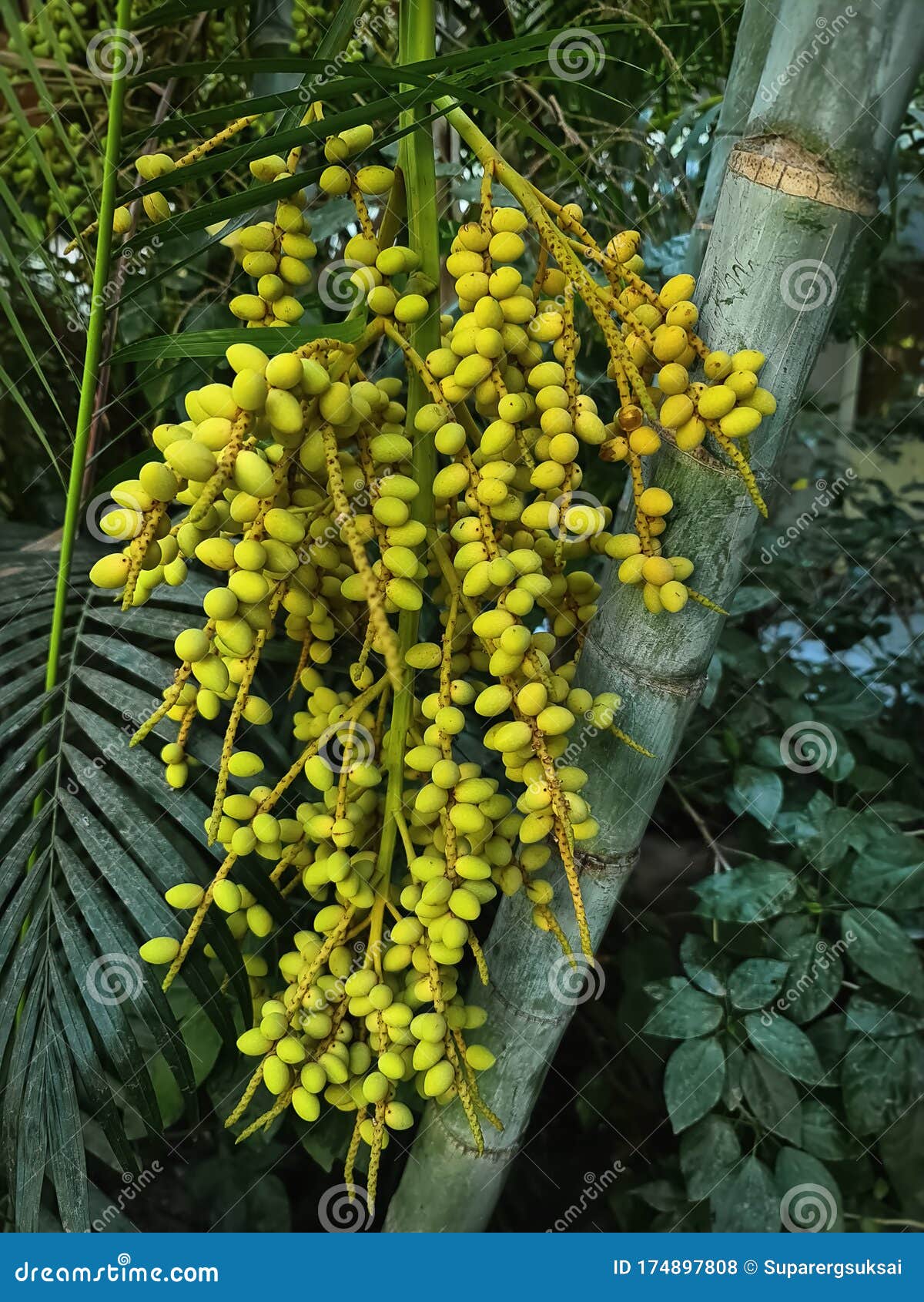 Bunch of Tropical Palm Fruit on Palm Tree Stock Photo - Image of branch ...