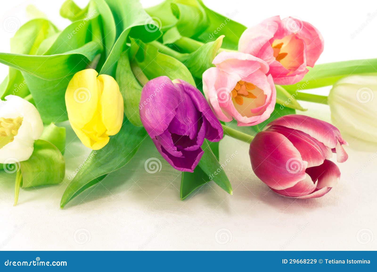 Bunch of tulip flowers stock image. Image of closeup - 29668229