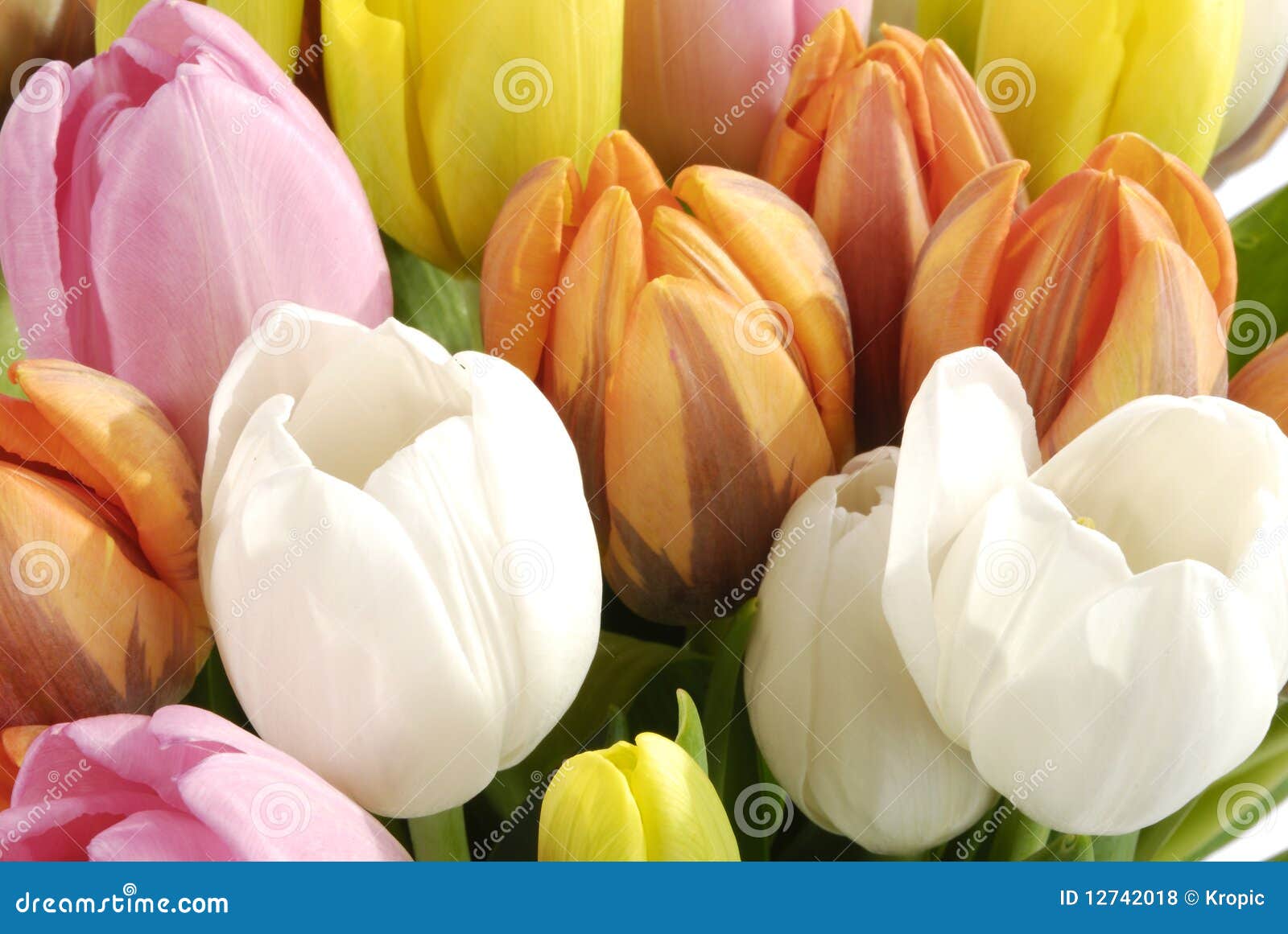 The bunch of tulips stock photo. Image of isolated, classic - 12742018
