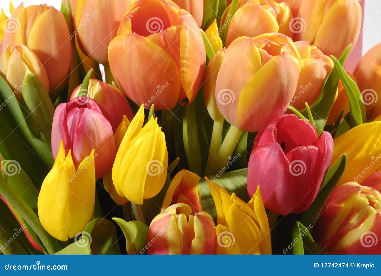 The bunch of tulips stock photo. Image of beauty, arrangement - 12742474