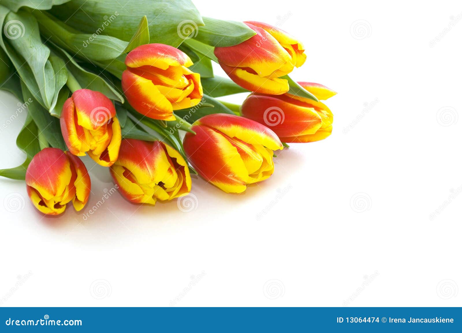 Bunch of tulips stock photo. Image of leaves, copyspace - 13064474