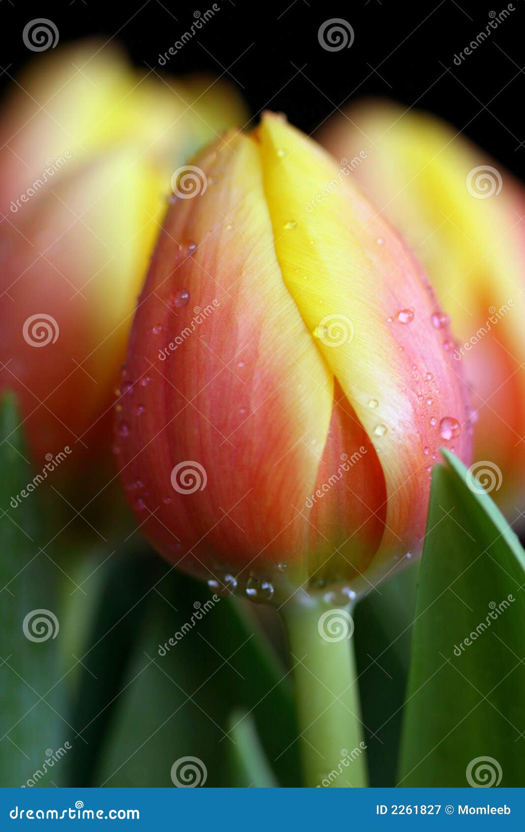 Bunch of tulips stock image. Image of botanical, fine - 2261827