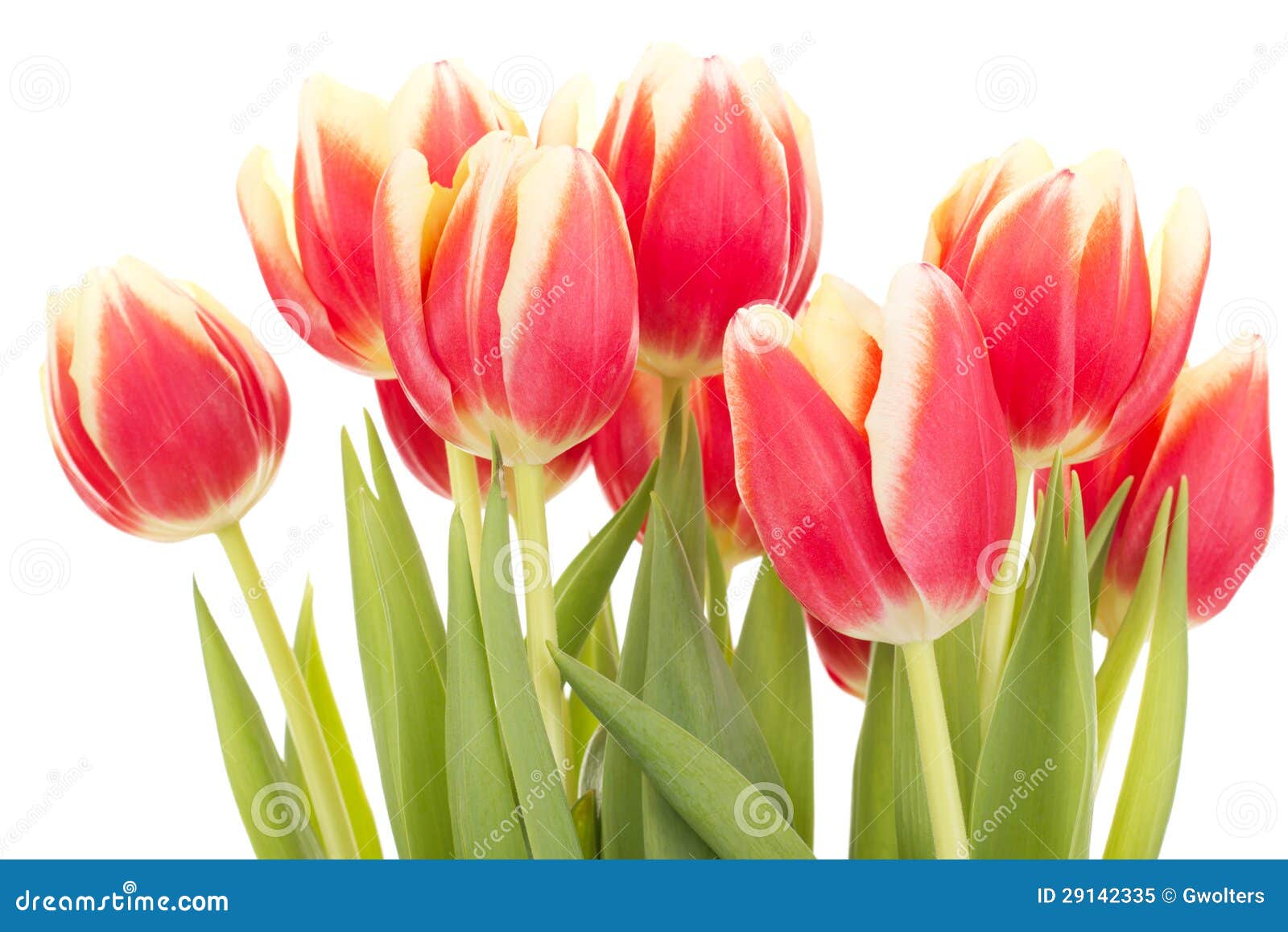 Bunch of tulips stock image. Image of bunch, plant, present - 29142335