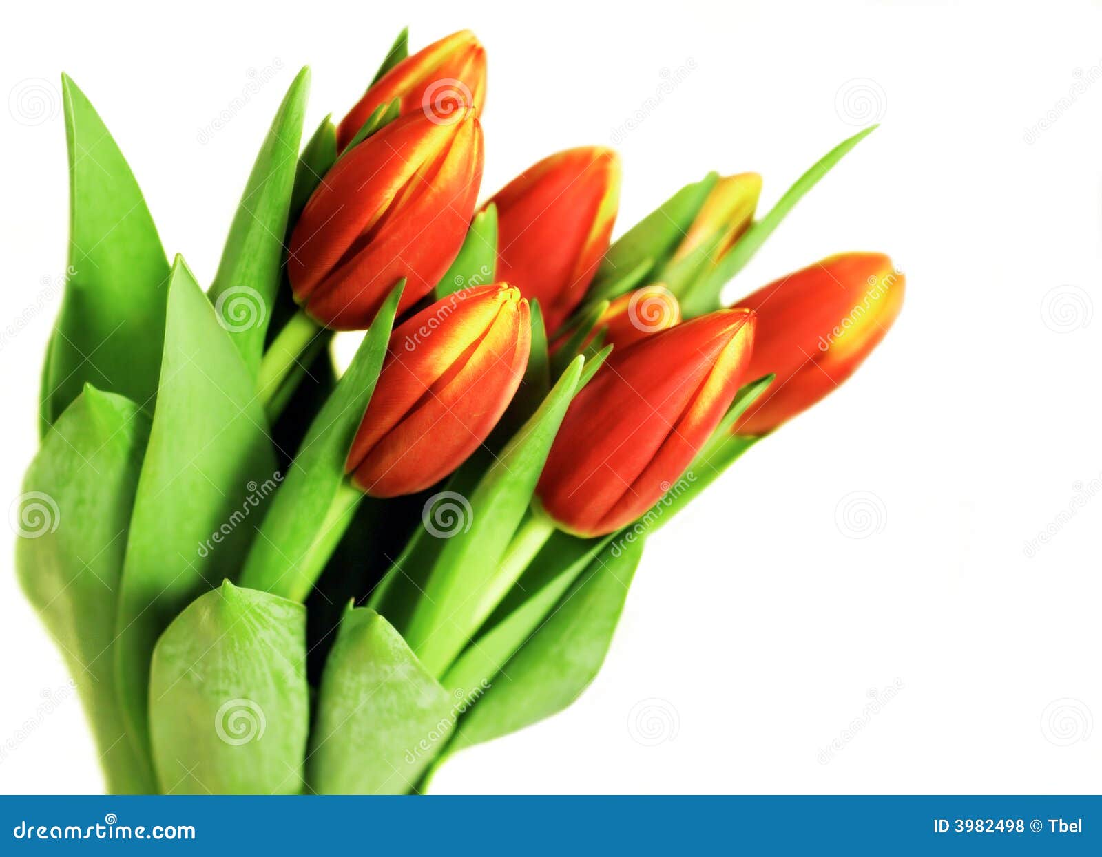 Bunch of tulips stock photo. Image of flowery, floral - 3982498