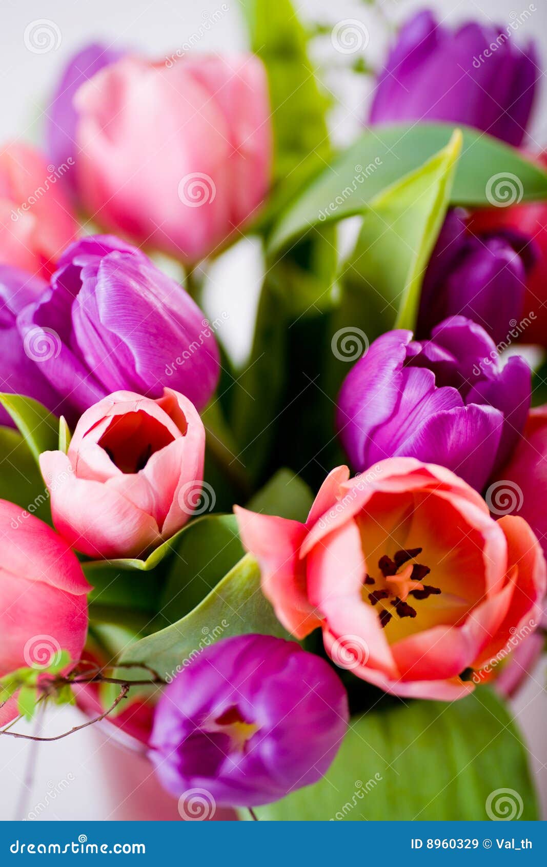 Bunch of tulips stock image. Image of gift, bouquet, spring - 8960329
