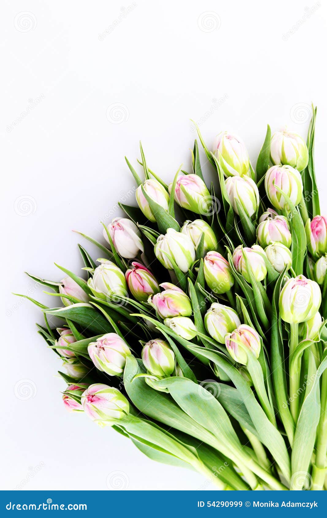 Bunch of tulips stock image. Image of bloom, fresh, floral - 54290999