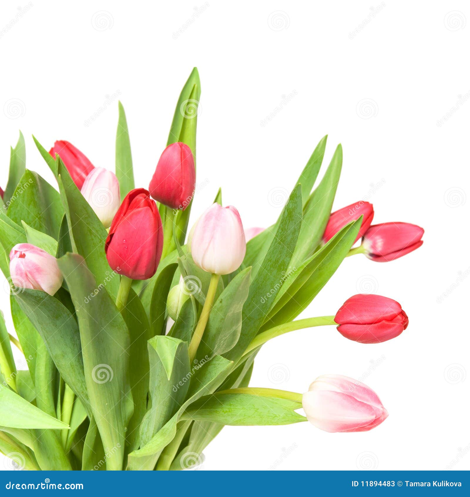 Bunch of Tulips Isolated on White Stock Image - Image of beautiful ...