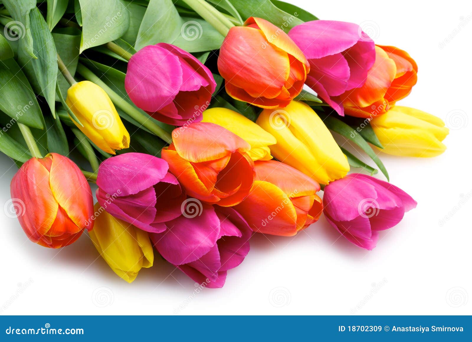 Bunch of Tulips Isolated on White Stock Image - Image of head, gift ...