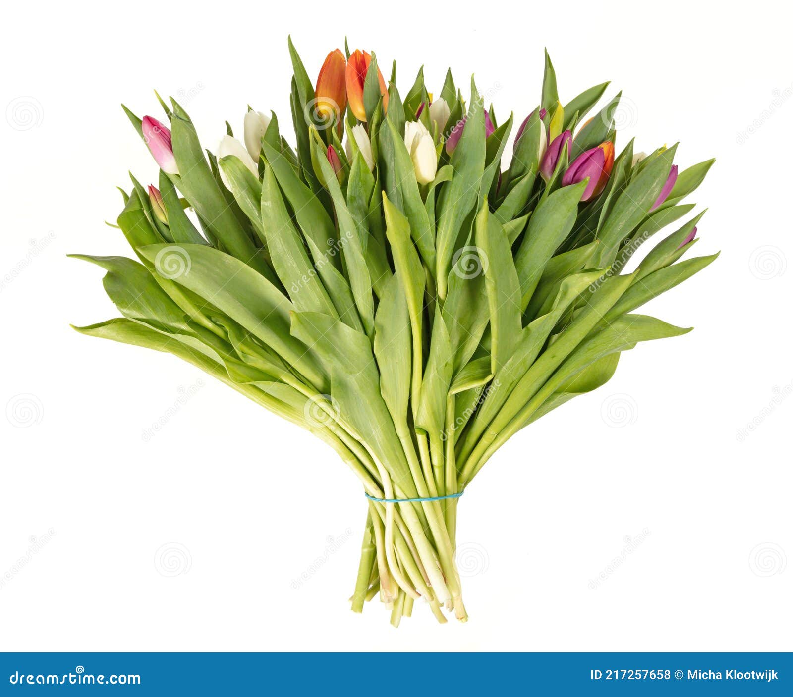 Bunch of tulips isolated stock photo. Image of background - 217257658