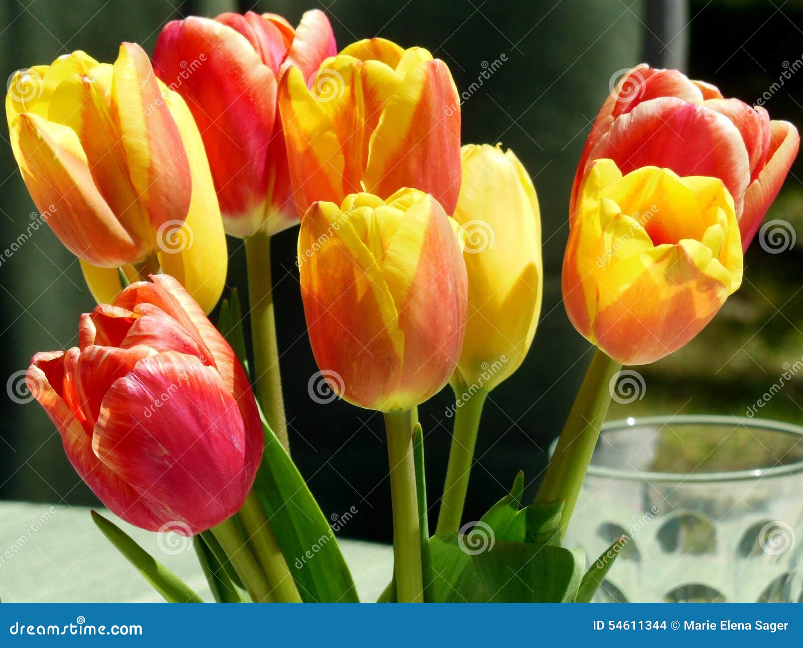 Bunch of tulips stock photo. Image of yellow, tulip, flower - 54611344