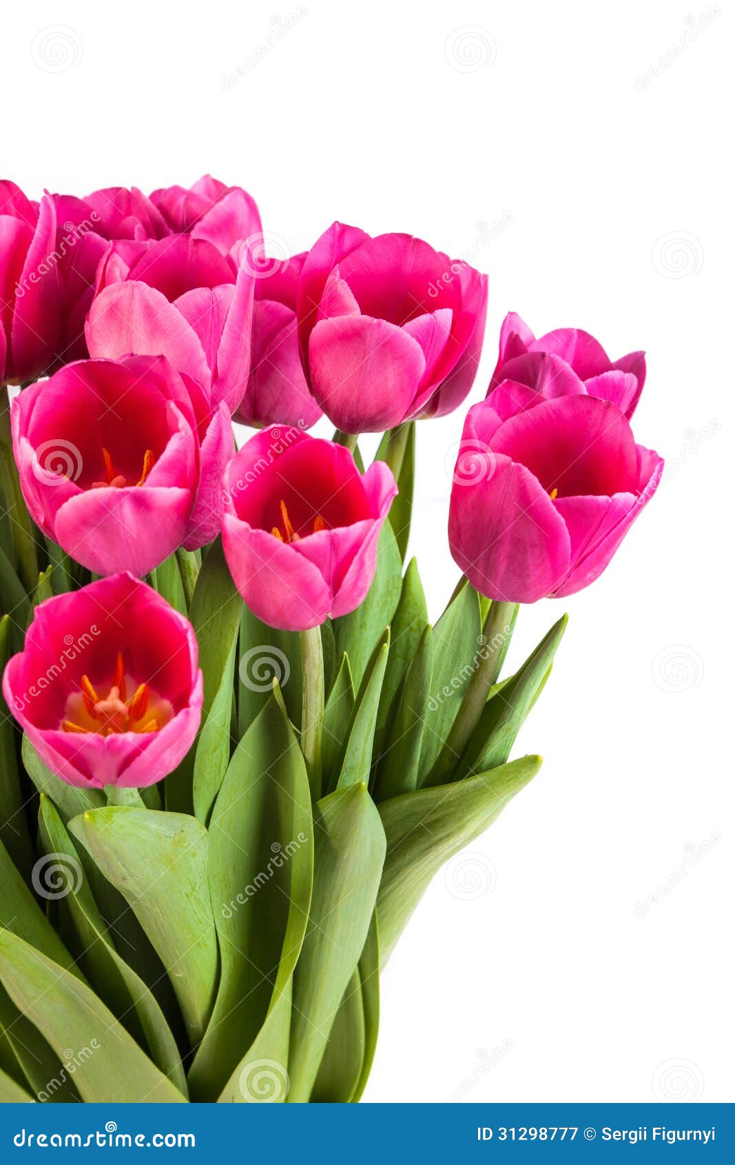 Bunch of tulips on a white stock image. Image of closeup - 31298777