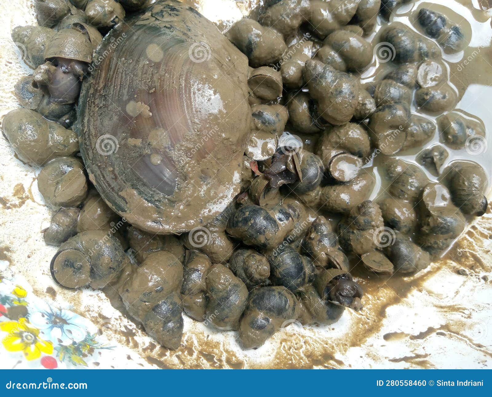 A Bunch of Turtledoves and One Mussel Shell Filled with Mud in a ...