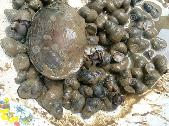 A Bunch of Turtledoves and One Mussel Shell Filled with Mud in a ...
