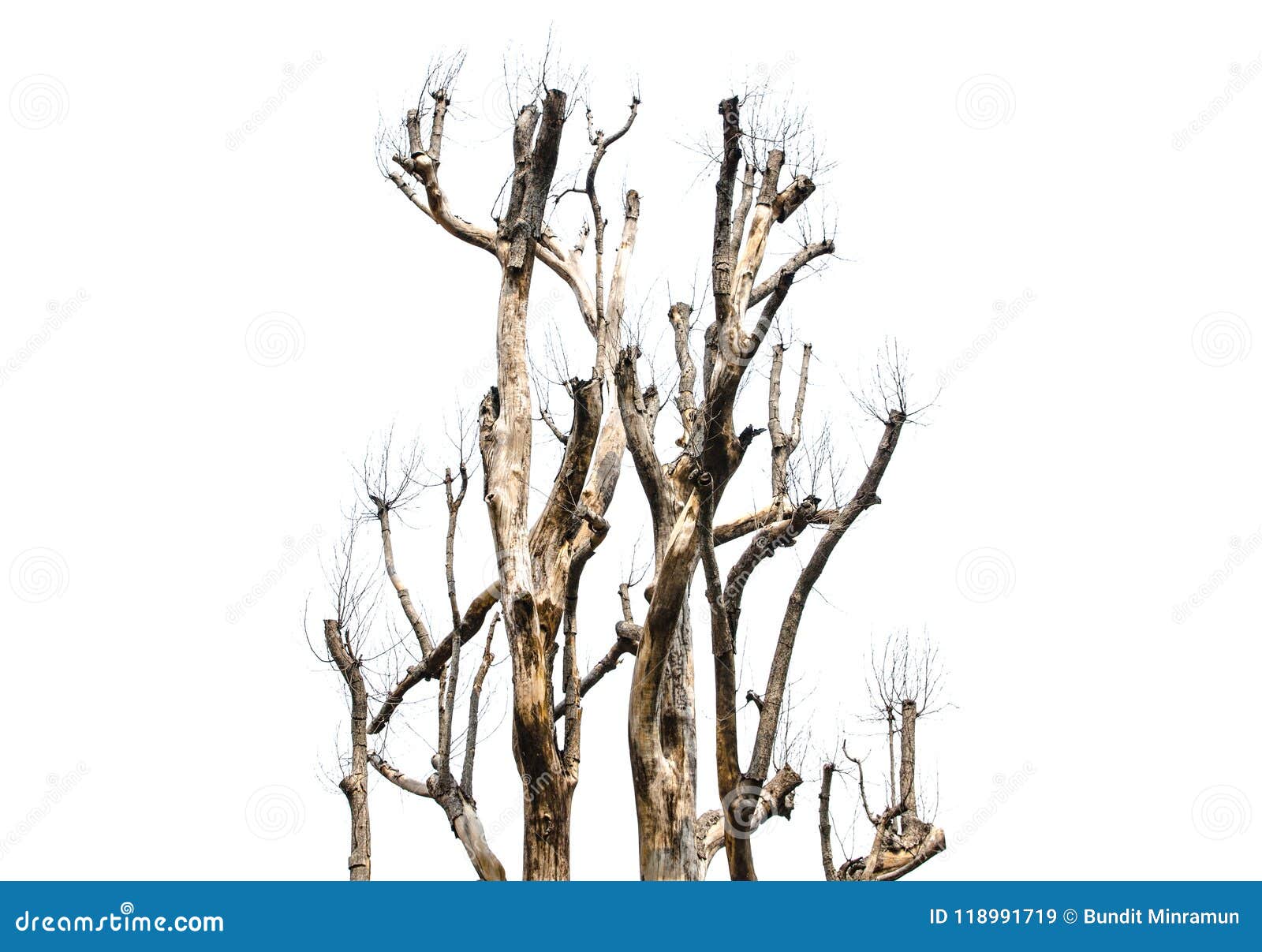 A Bunch of Twig and Dead Branches of Trees Isolated on White Background ...