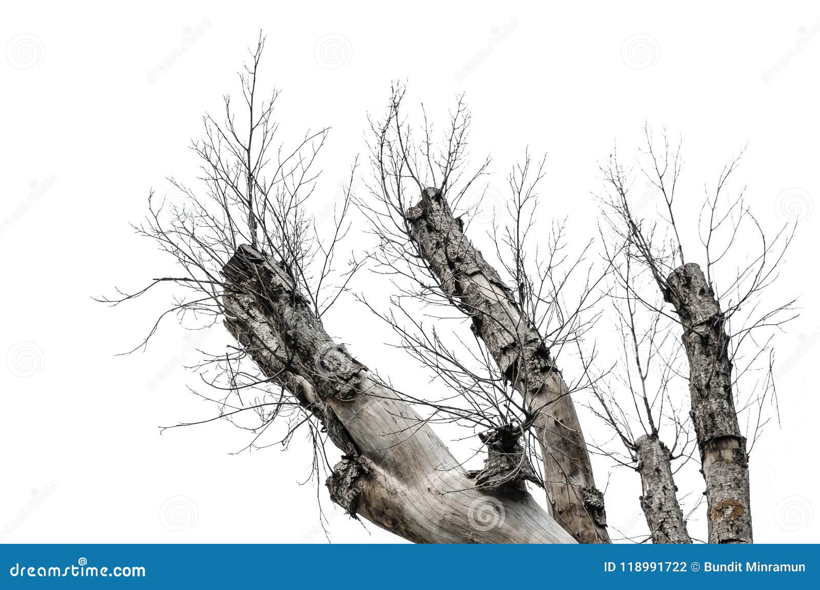 A Bunch of Twig and Dead Branches of Trees Isolated on White Background ...