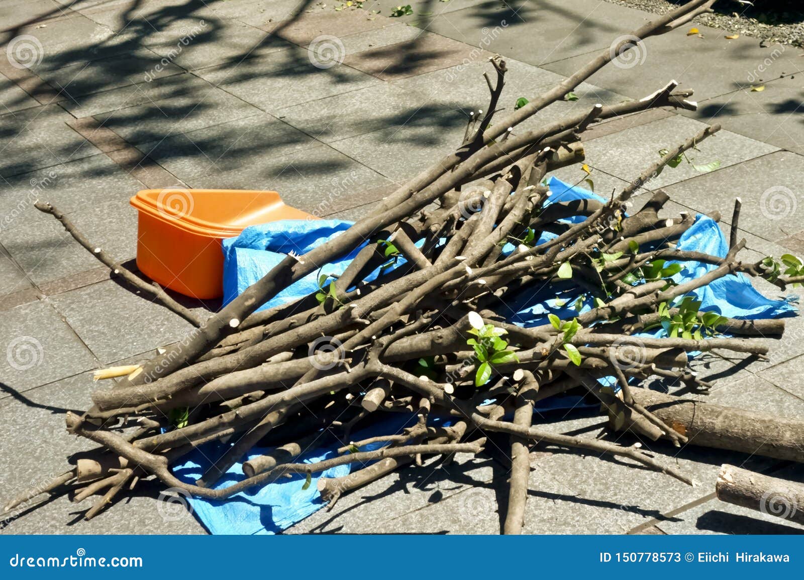 Bunch of cut twigs stock image. Image of trees, texture - 150778573