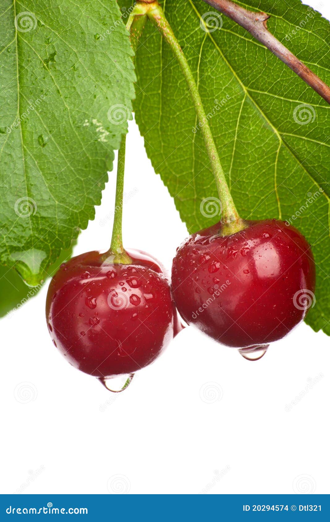 Bunch of Two Sour Cherries on the Tree Stock Photo - Image of cherry ...
