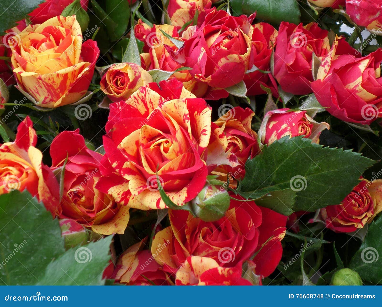 A Bunch of Two-Tone; Red and Yellow Roses Stock Photo - Image of vivid ...