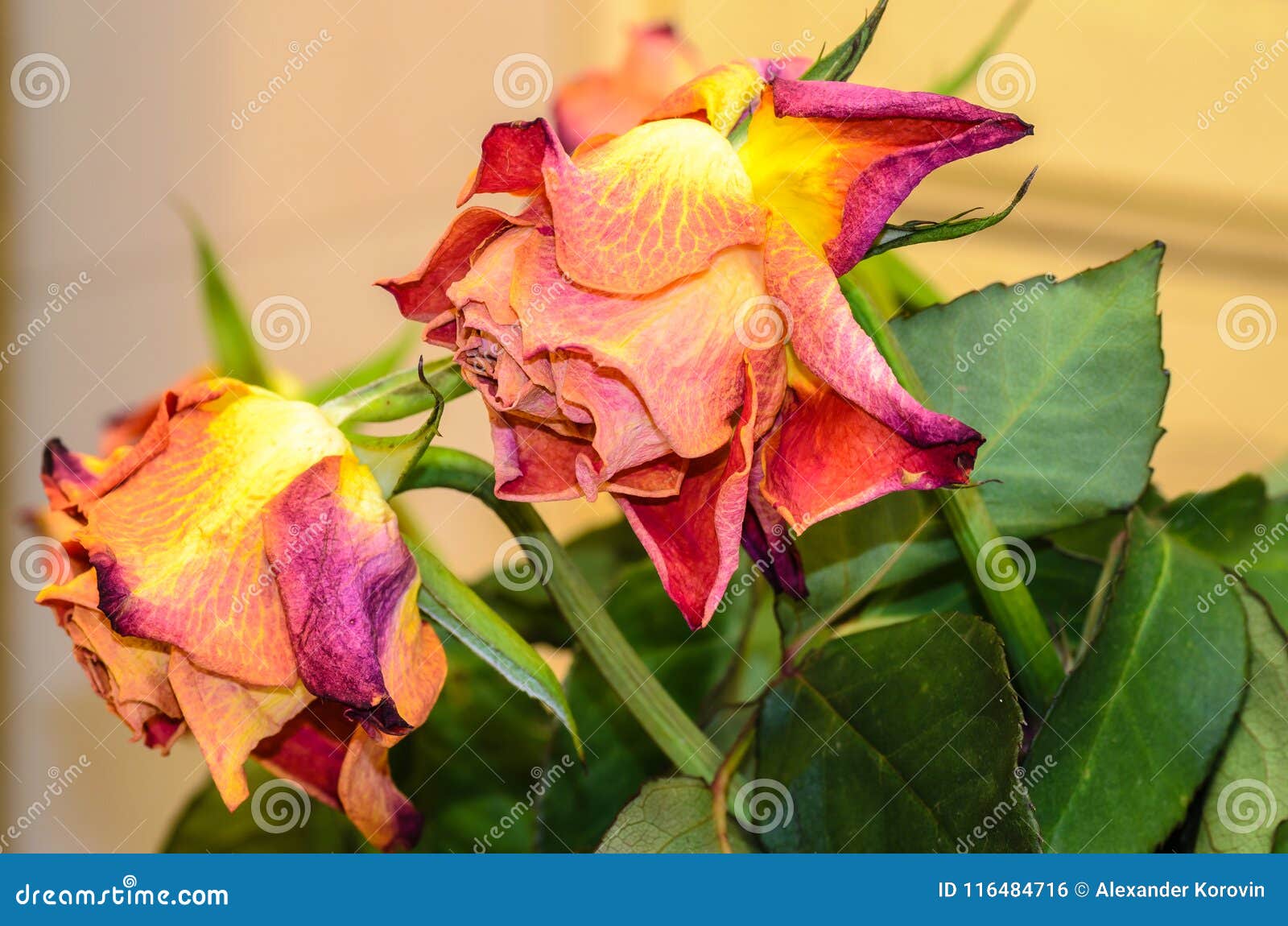 Bunch of Two Wilting Buds of Rose Stock Photo - Image of rose, macro ...