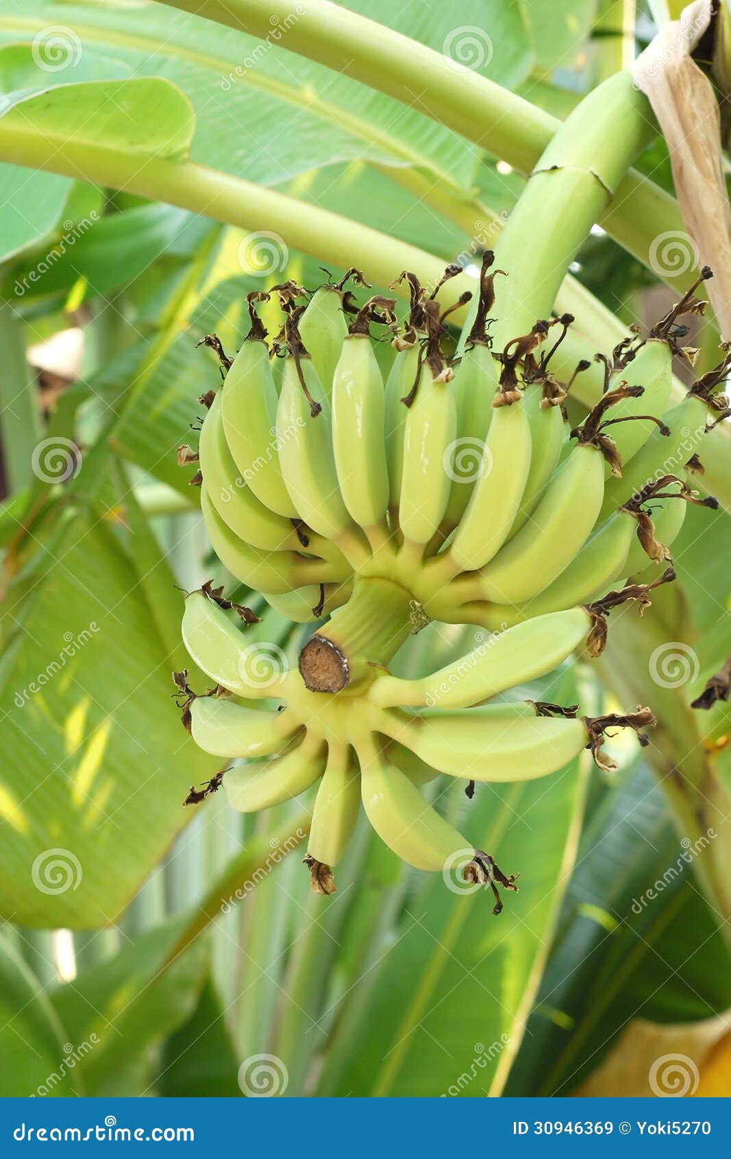 A bunch of unripe bananas stock image. Image of climate - 30946369
