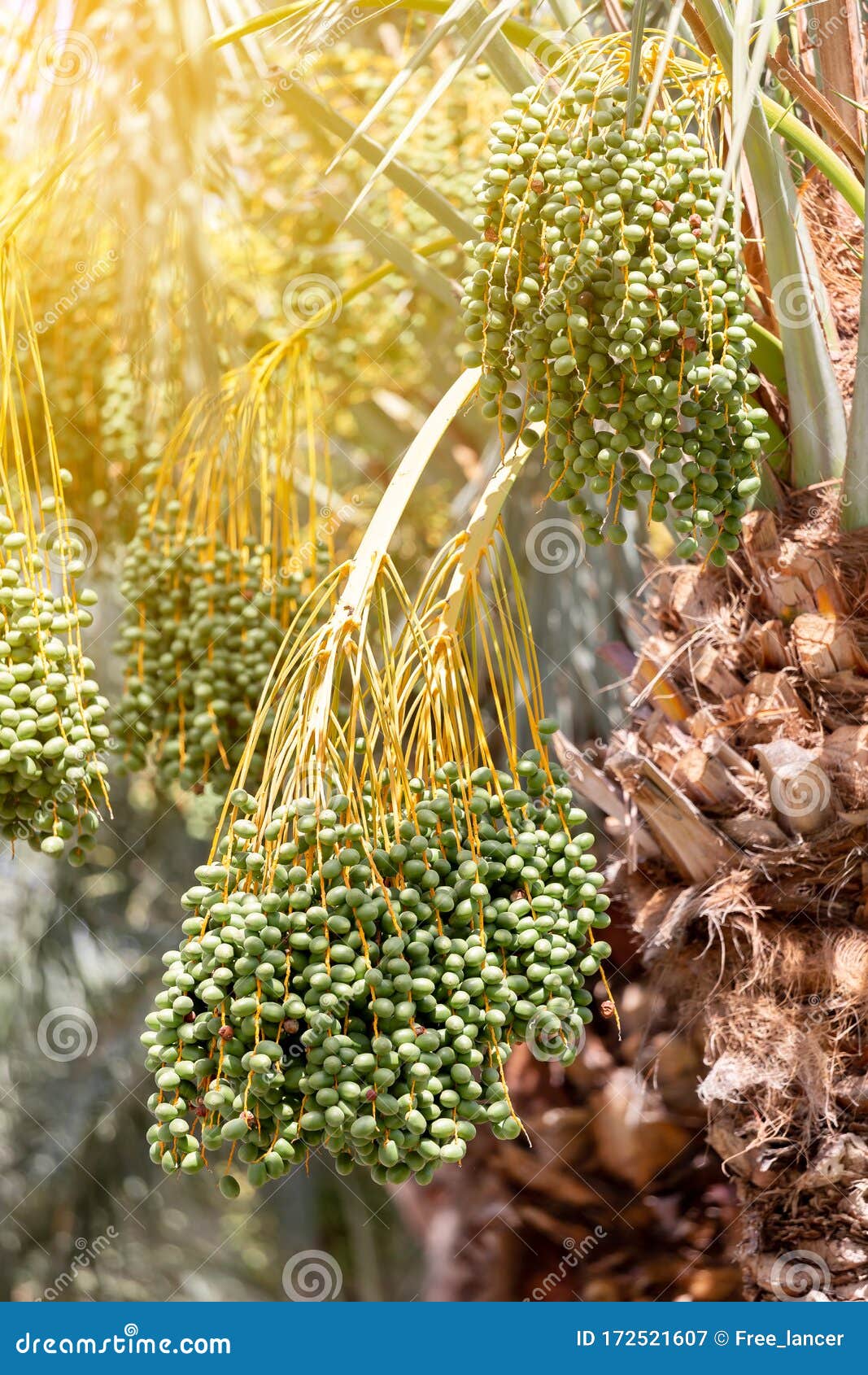 Bunch of Unripe Dates on a Palm Tree Stock Image - Image of east ...