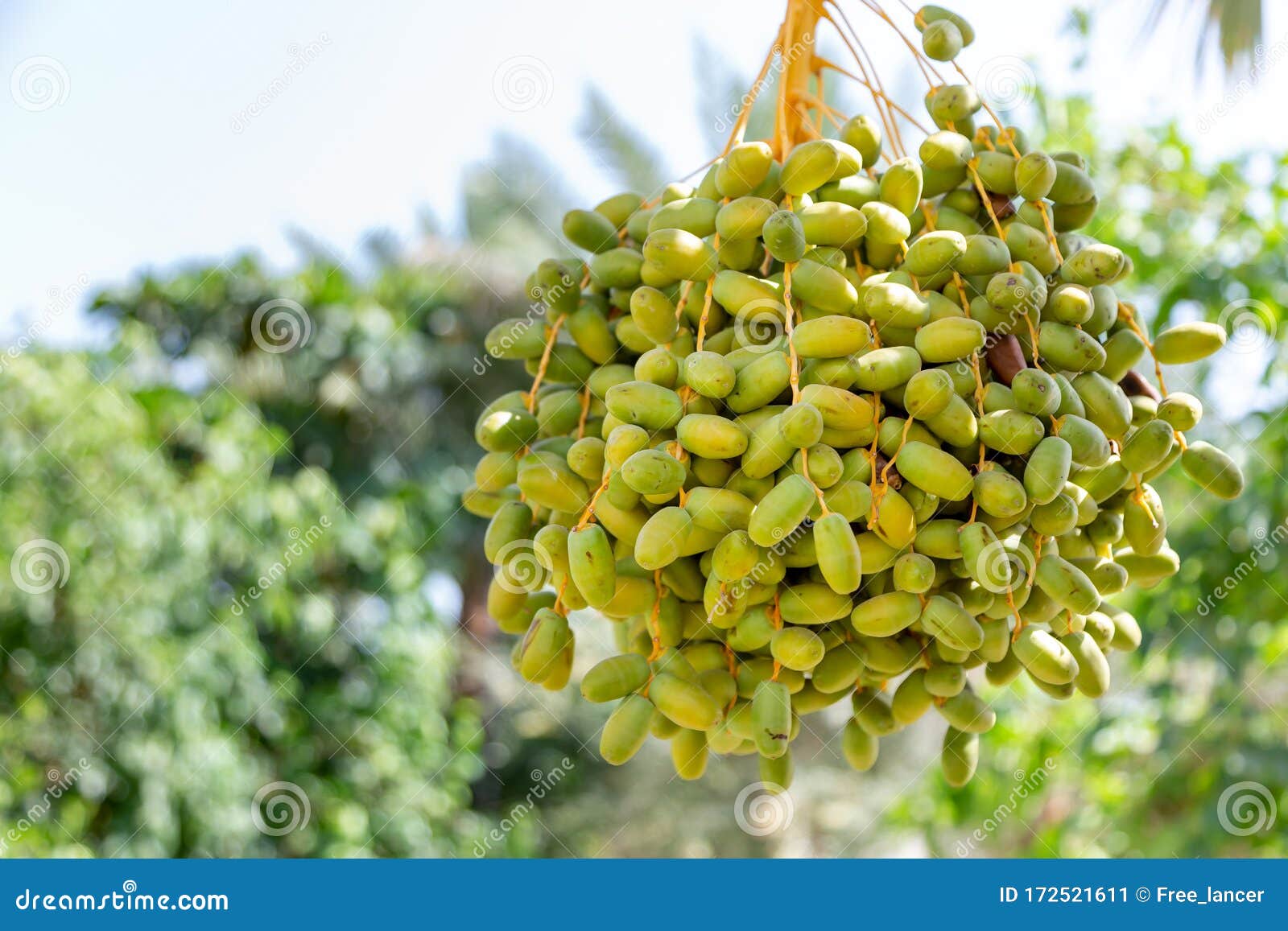 Bunch of Unripe Dates on a Palm Tree Stock Image - Image of exotic ...