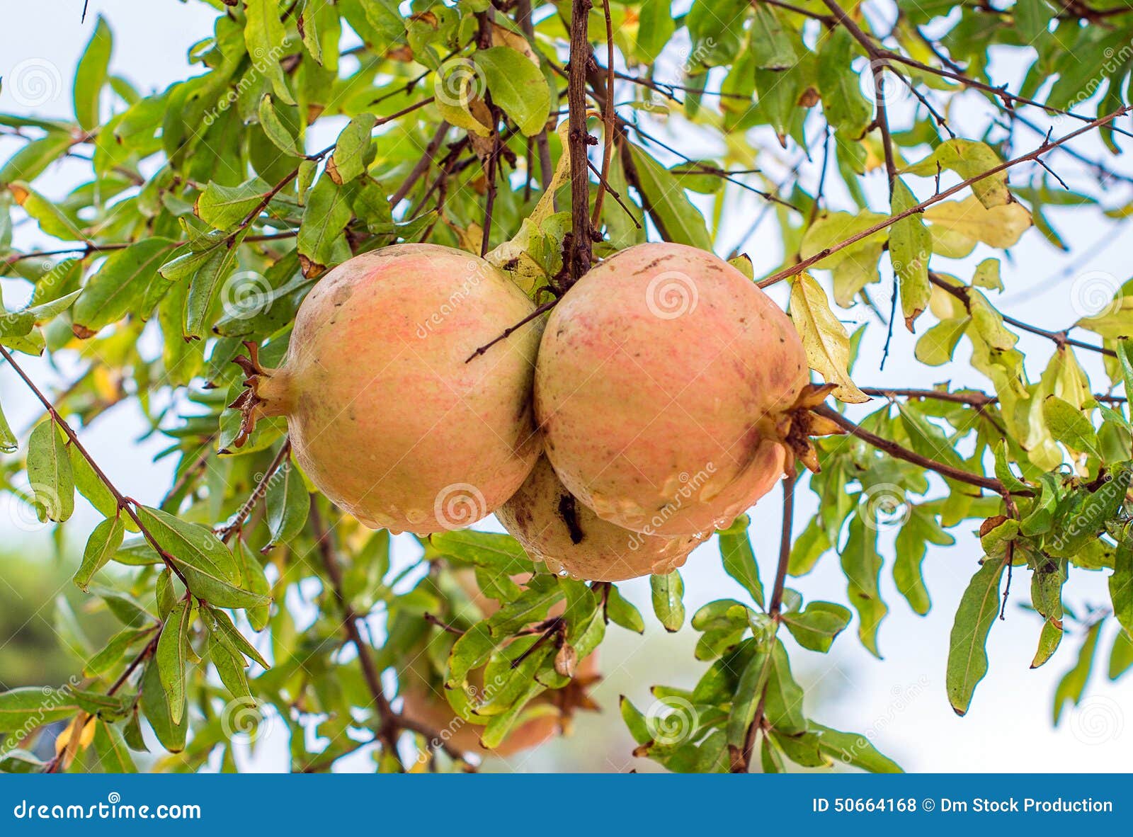 Bunch of Unripe Pomegranate. Stock Photo - Image of foliage, dessert ...