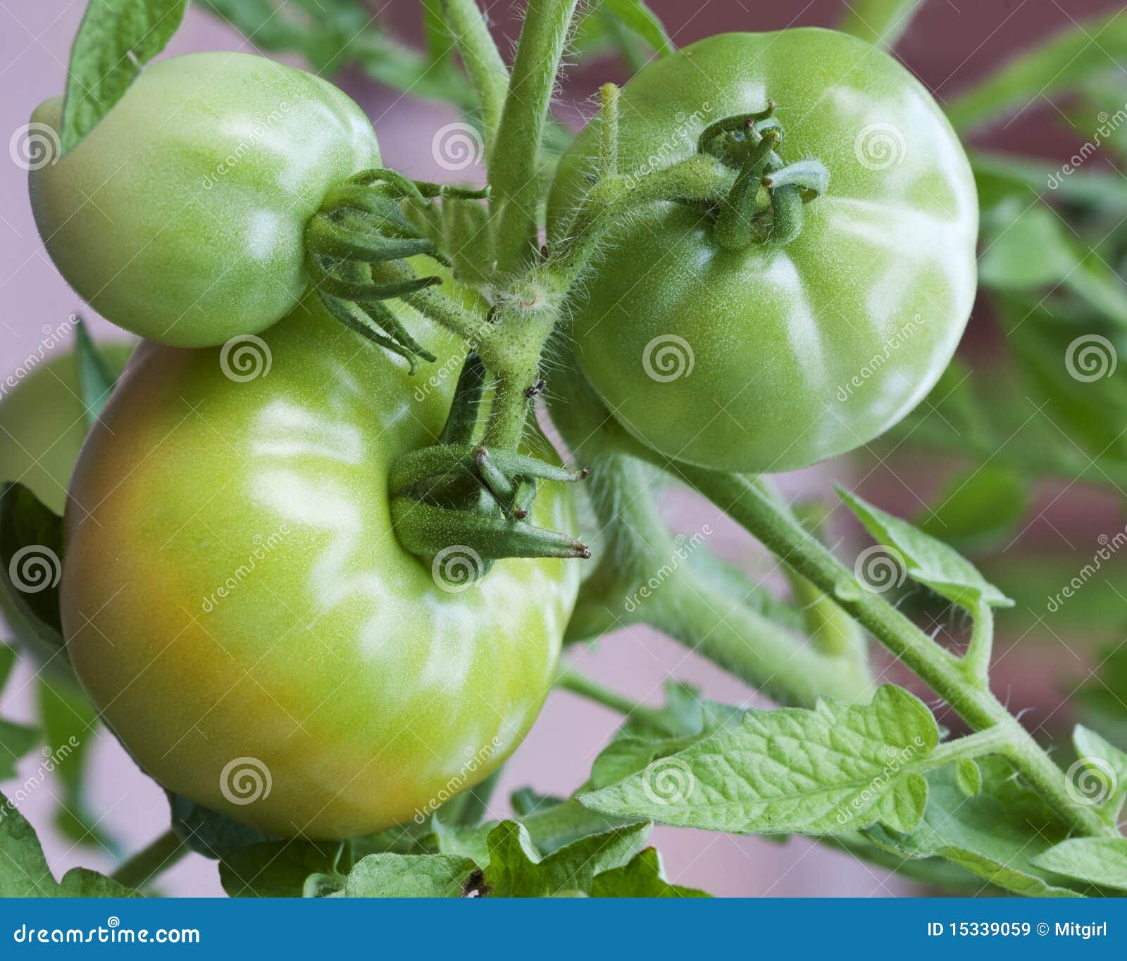 Bunch of Unripe Tomatoes stock image. Image of gardening - 15339059