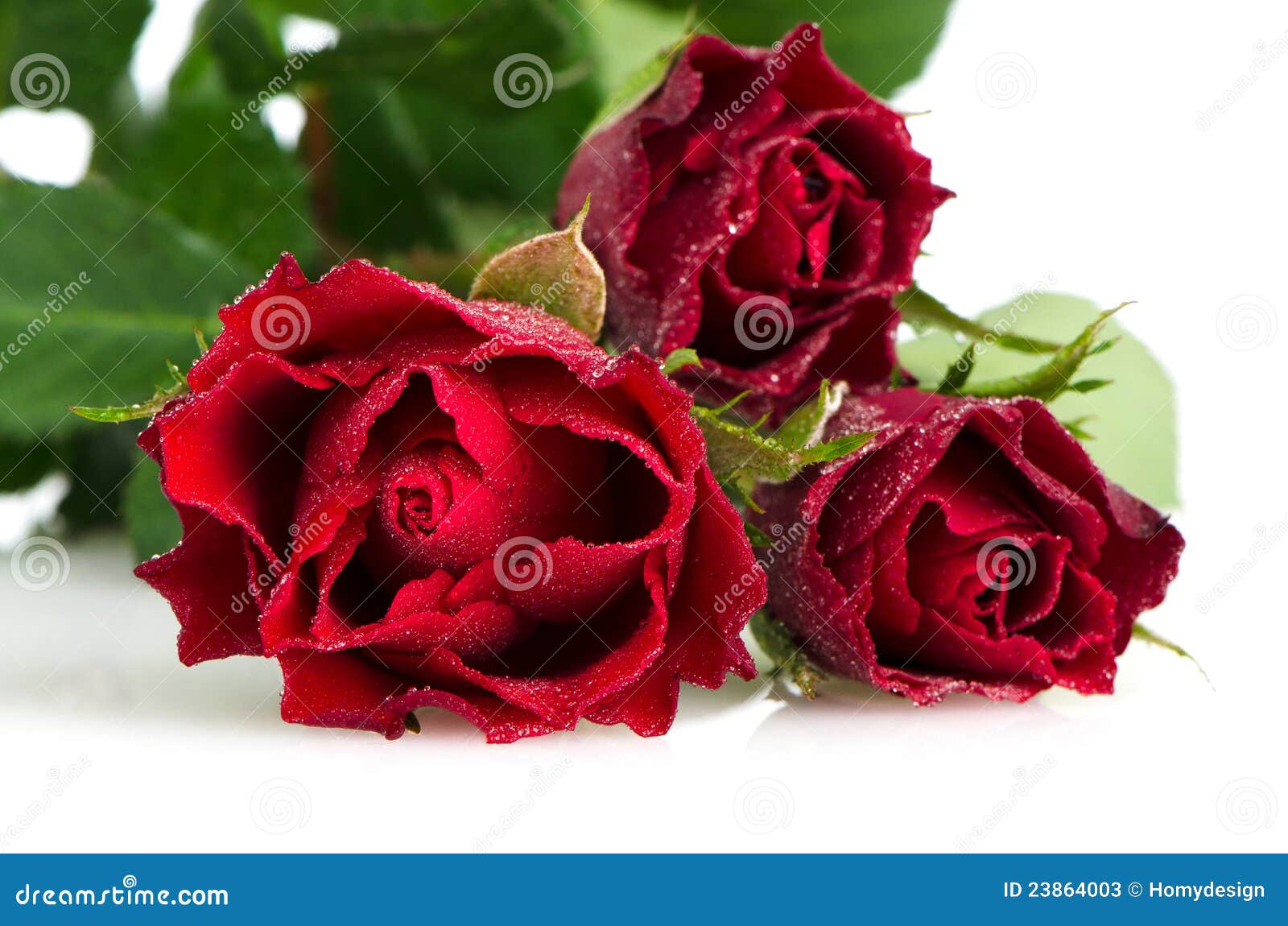 Bunch of velvet red roses stock image. Image of plant - 23864003