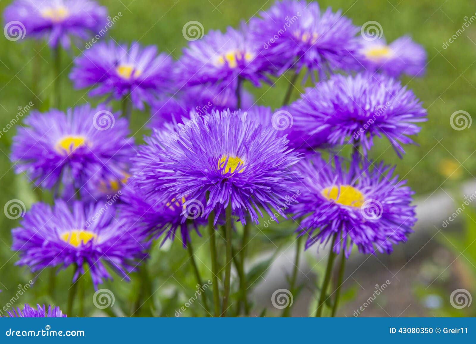 Bunch of Violet Aster Flowers Stock Photo - Image of colors, nature ...