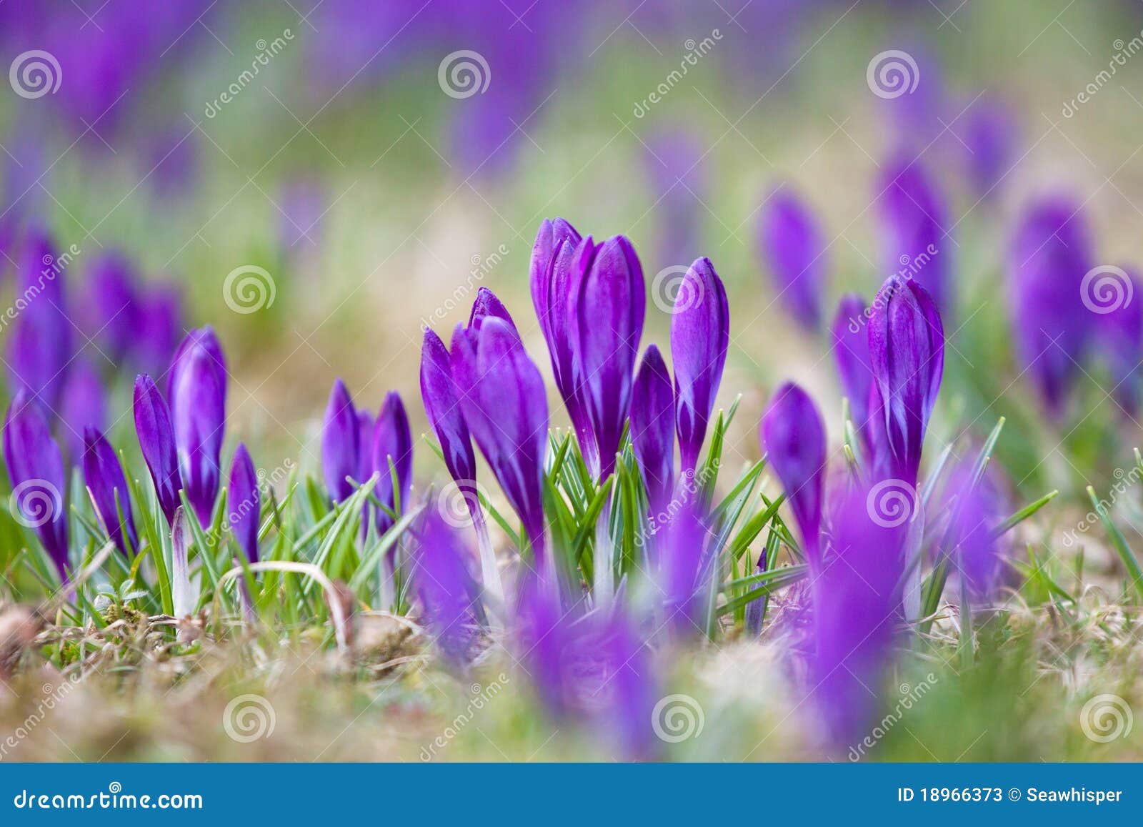 Bunch of Violet crocuses stock image. Image of grass - 18966373