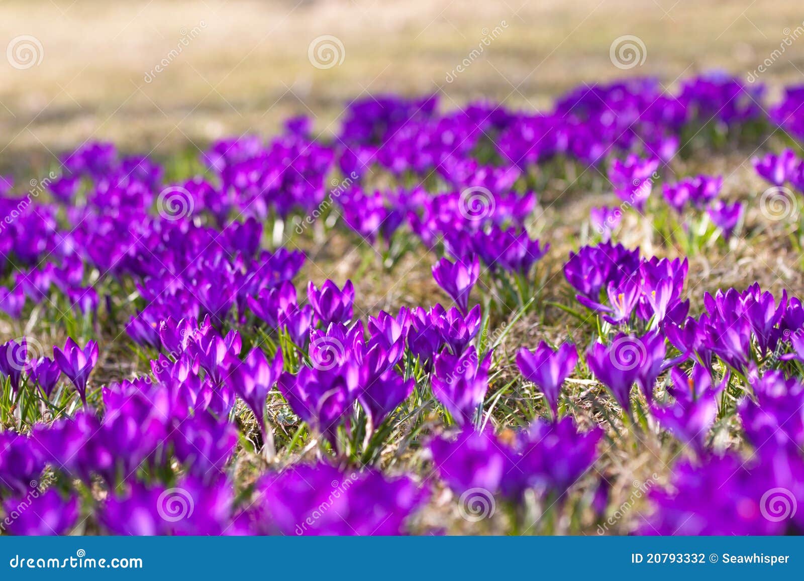 Bunch of violet crocuses stock photo. Image of group - 20793332