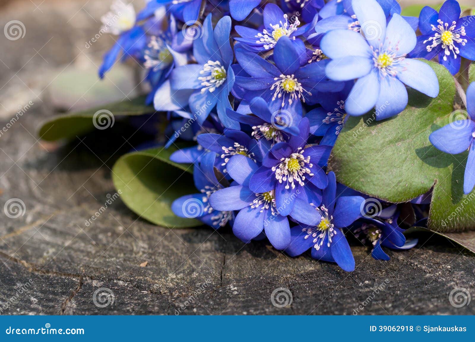 Bunch of violets stock photo. Image of floral, botanical - 39062918