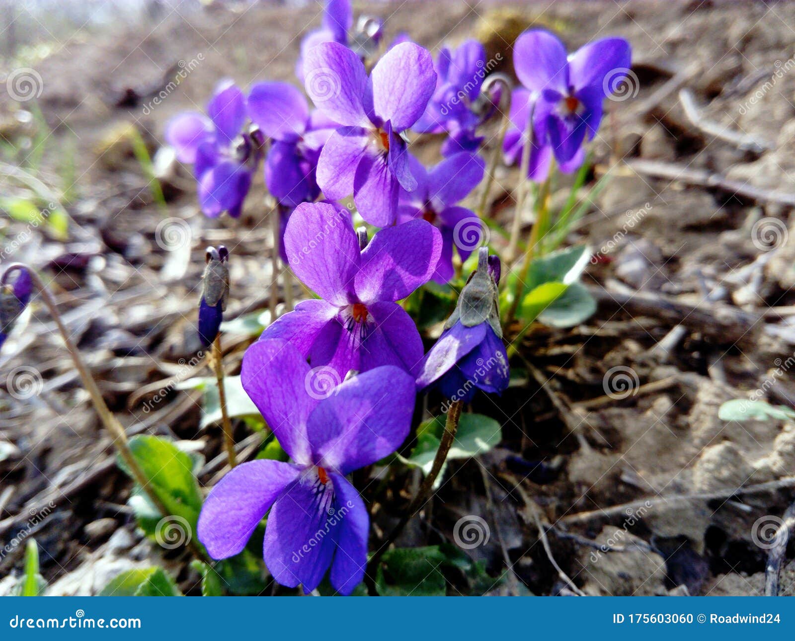 Bunch of Violets stock photo. Image of bunch, viola - 175603060