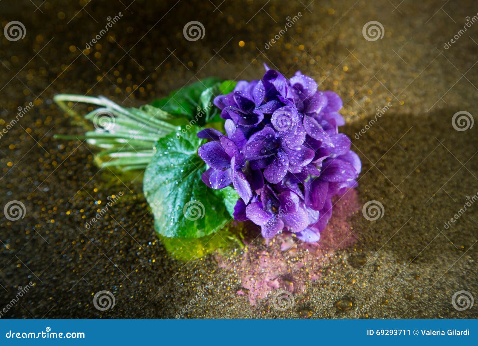 Bunch of Violets Covered with Droplets Stock Image - Image of growing ...