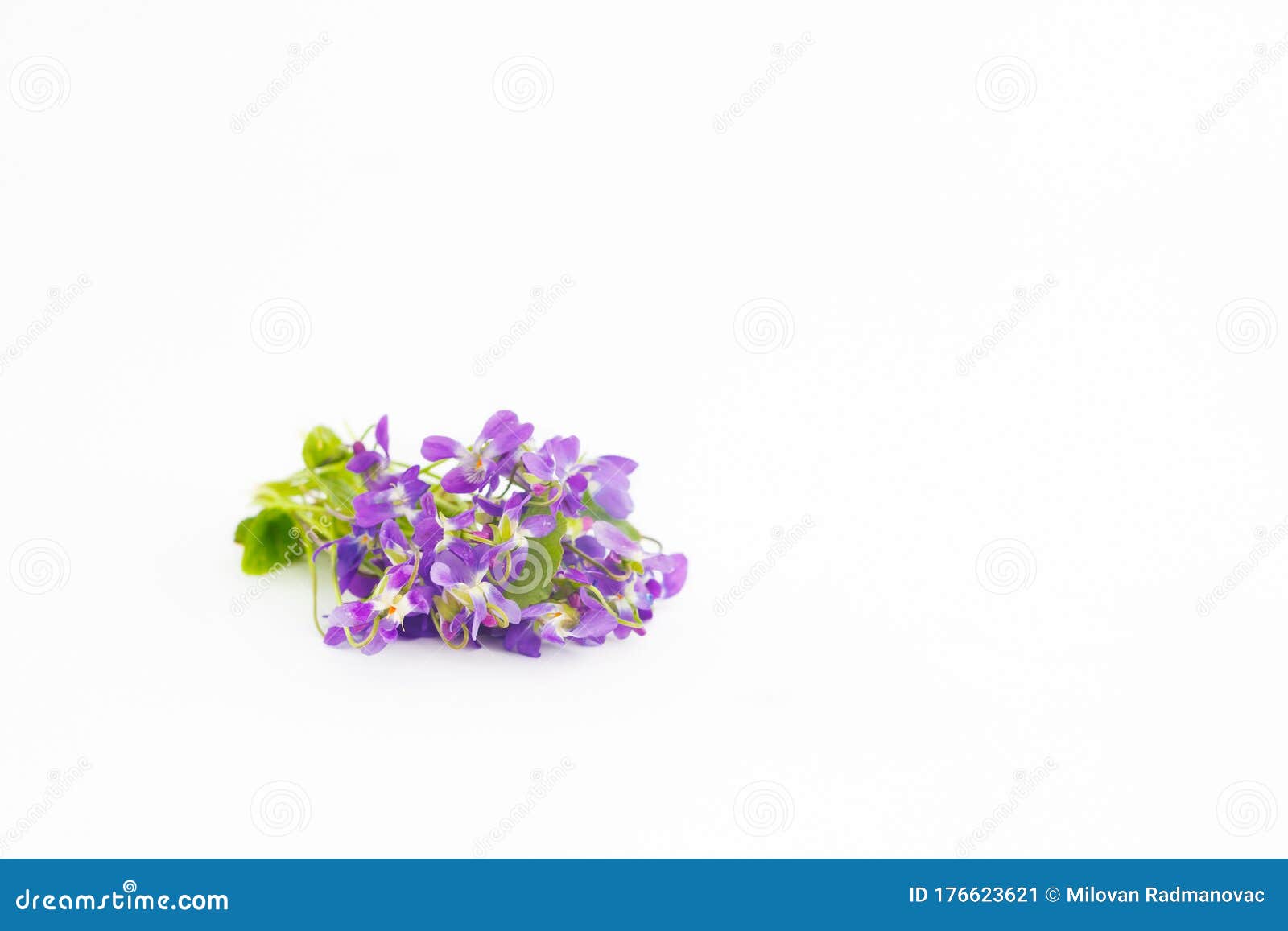 Bunch of Violets, Over White Background Stock Image - Image of fresh ...