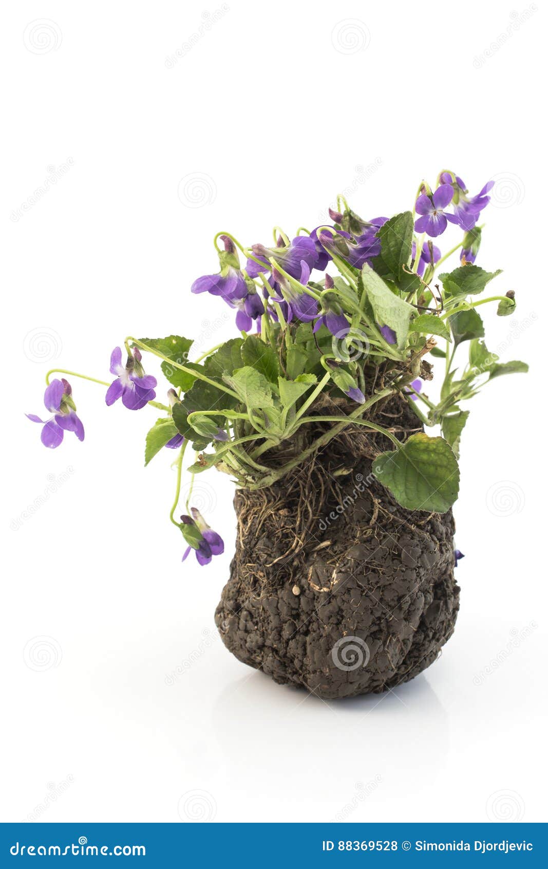 Bunch Violets, Viola Odorata, Punch Earth Stock Photo - Image of ...