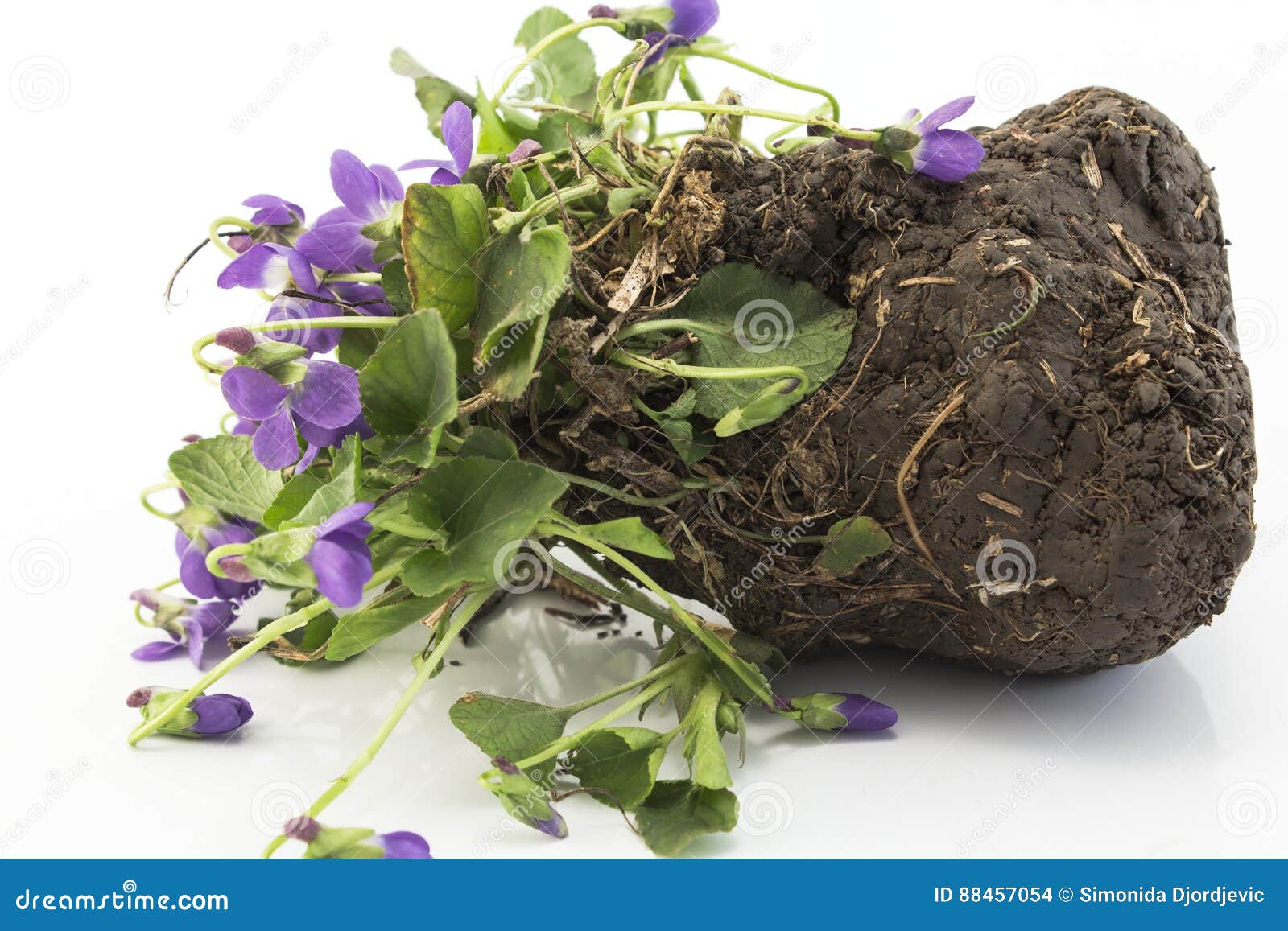 Bunch Violets, Viola Odorata, Punch Earth Stock Photo - Image of ground ...
