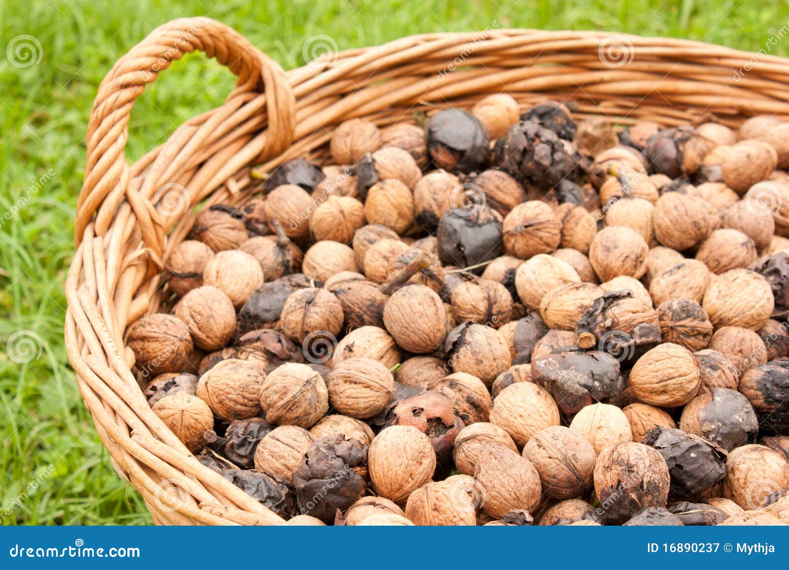 Bunch of wallnuts stock image. Image of brushwood, food - 16890237