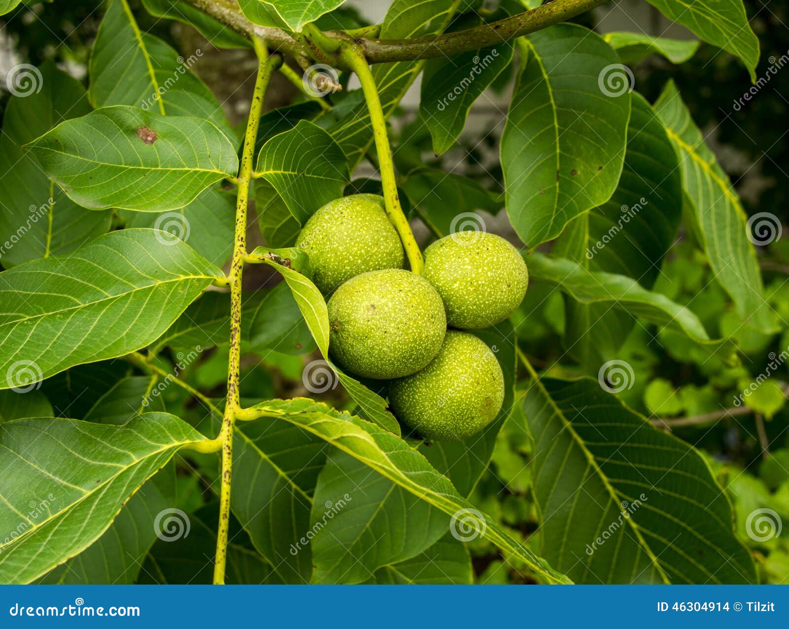 The Bunch of Walnut Tree with Nuts in Shell Stock Photo - Image of ...