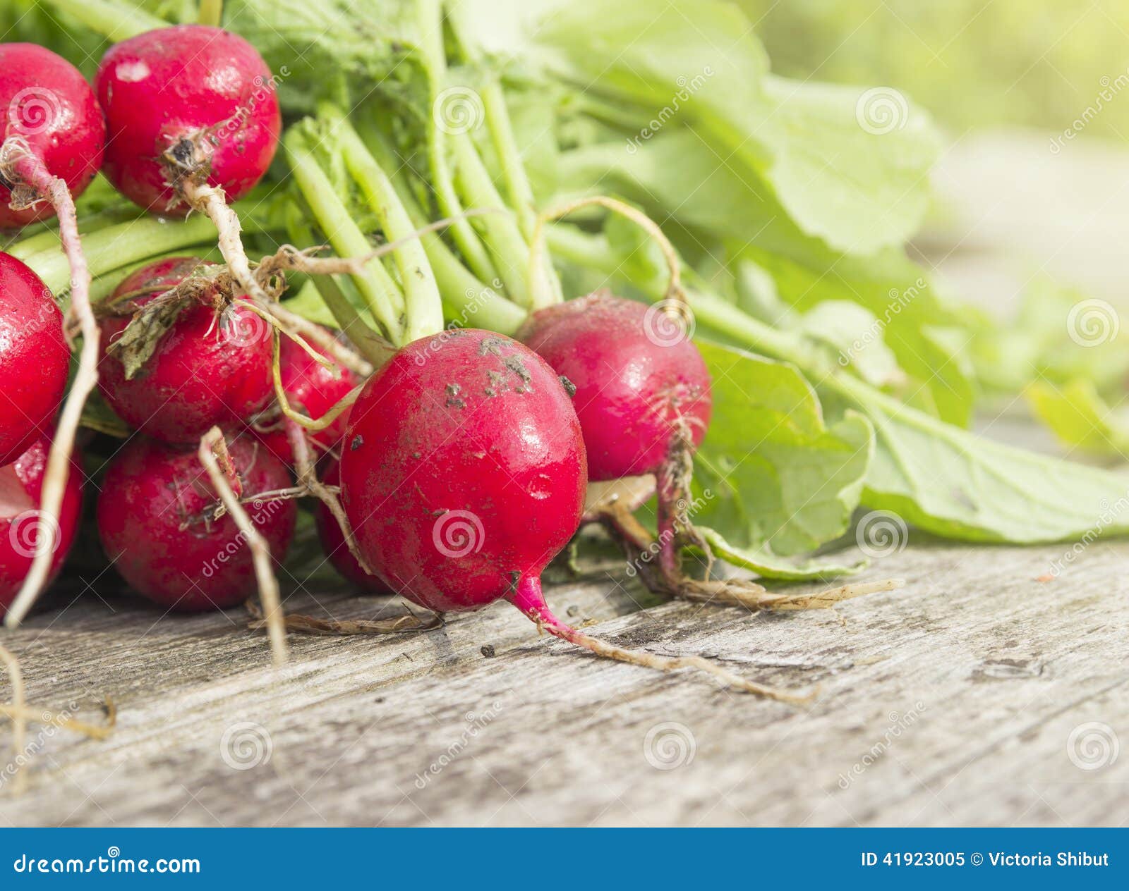 Bunch of Wet Fresh Radishes, Gardening Stock Image - Image of organic ...