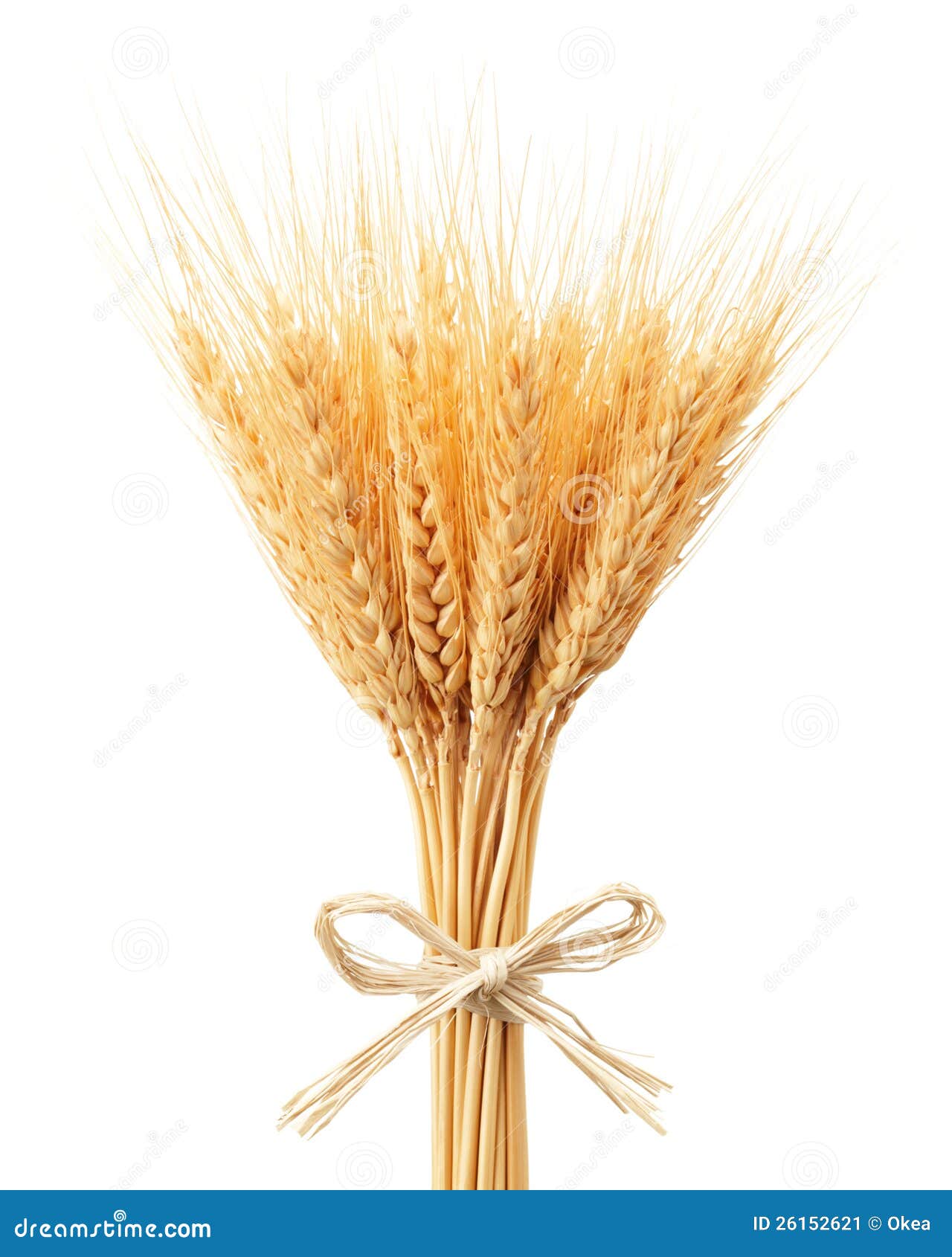 Bundle Of Dry Wheat Ear Put On Variety Kinds Of Natural Cereal And ...