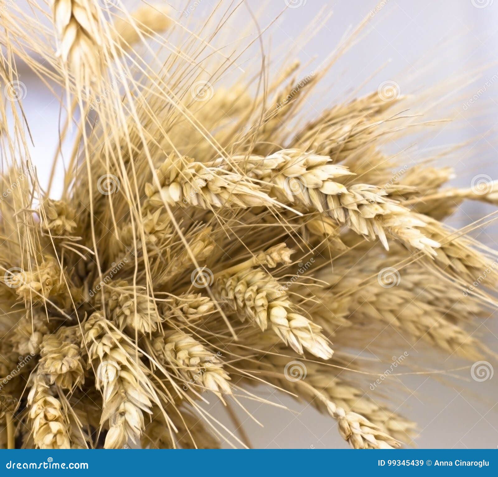 A bunch of wheat ears stock image. Image of isolated - 99345439