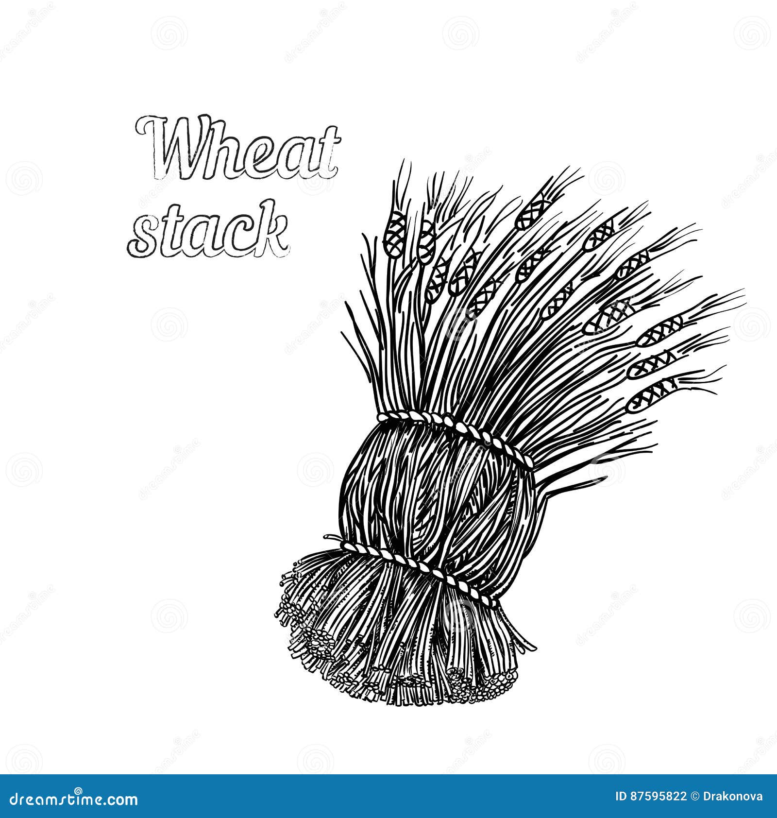 Bunch of wheat stock vector. Illustration of drawn, cereal - 87595822